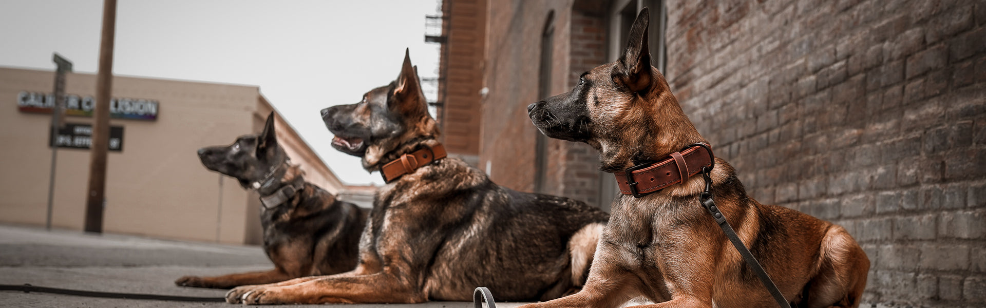 Products – The Golden Ranch